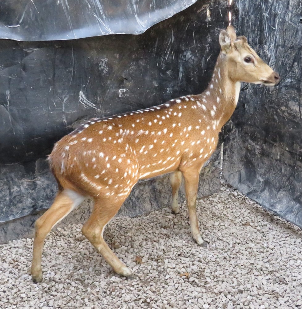 WildLife Buyer, LLC. - 1.0 AXIS (NKB#7)