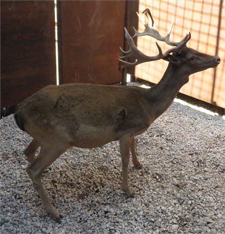 WildLife Buyer, LLC. - 1.0 FALLOW (WB#12) - Ask About Insurance