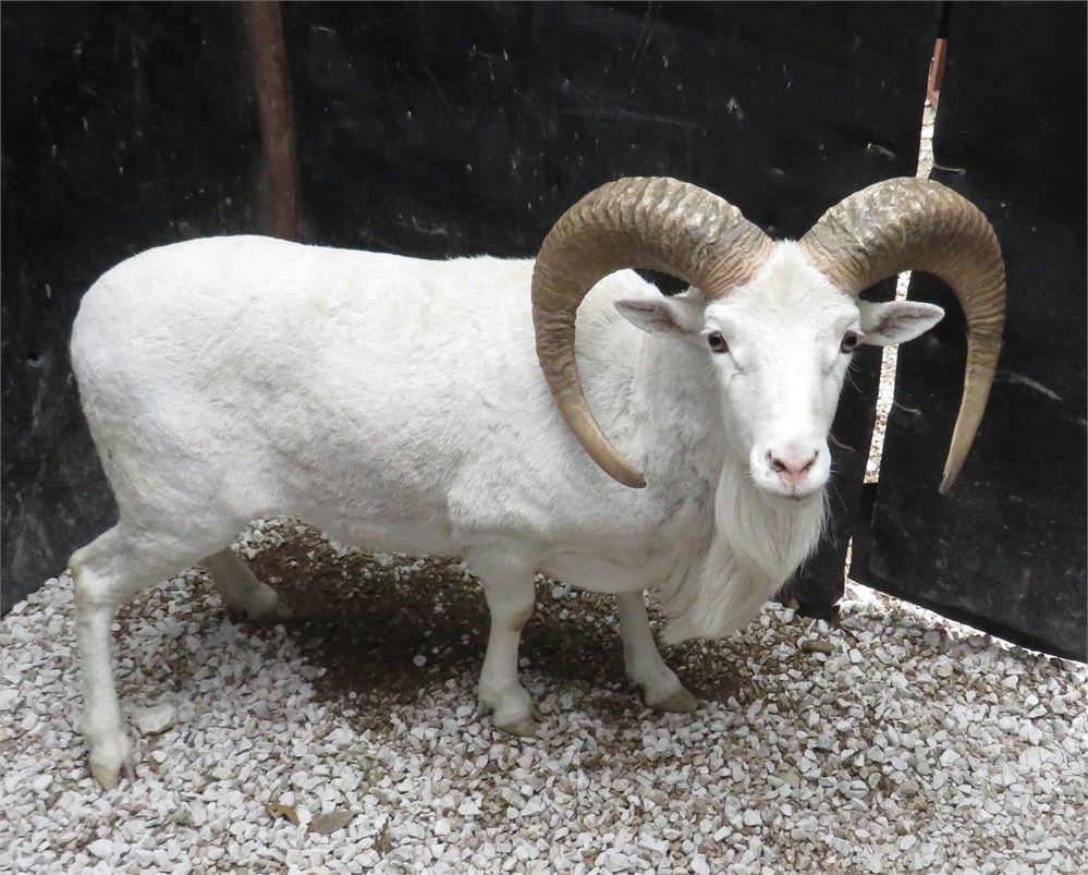 WildLife Buyer, LLC. - 1.0 SNOW URIAL TAG#130 (RB#3)