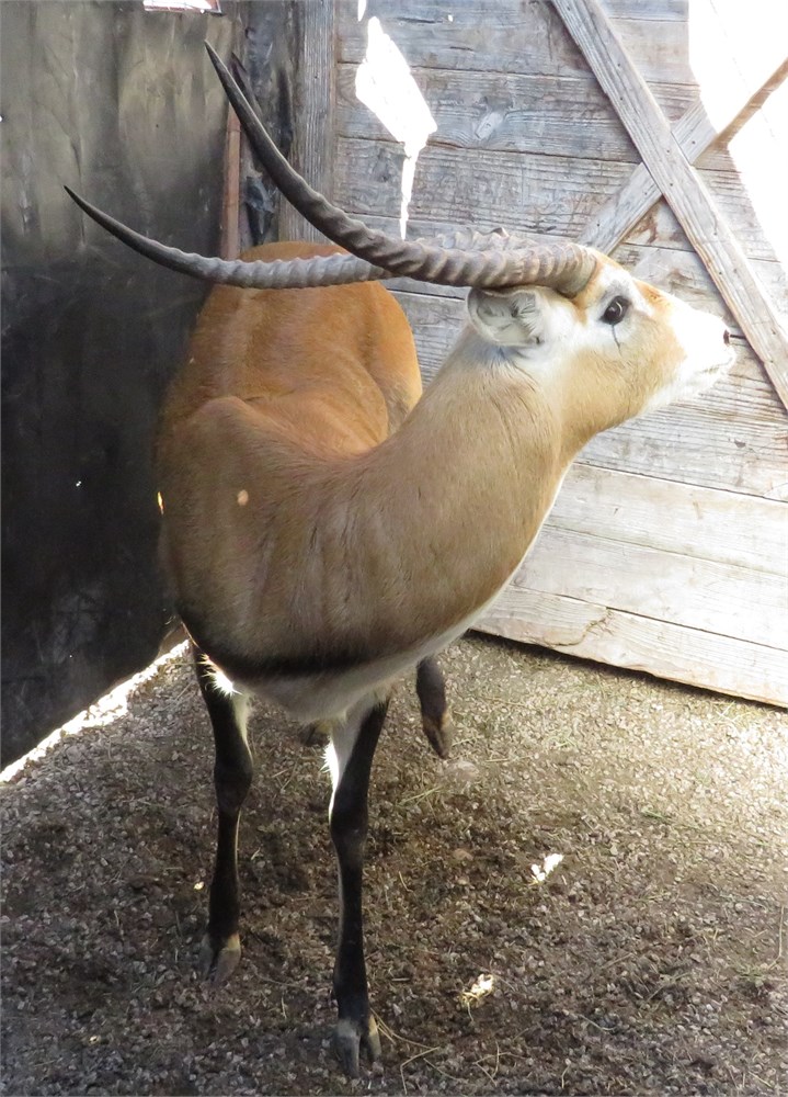 WildLife Buyer, LLC. - 1.0 RED LECHWE (RB#7)