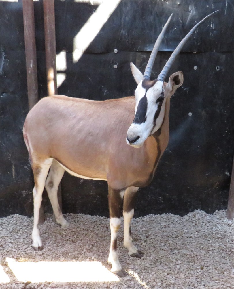 WildLife Buyer, LLC. - 0.1 SCIMBOK (WB#3)