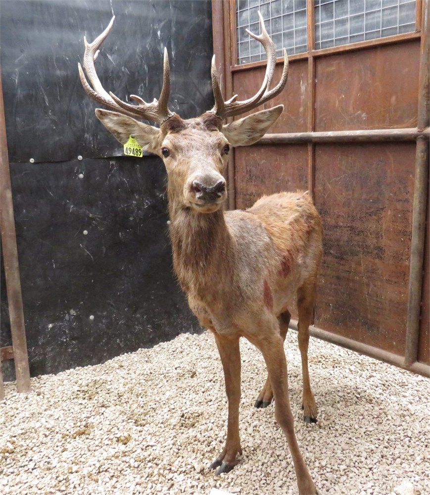 WildLife Buyer, LLC. - 1.0 RED STAG (MB#5)
