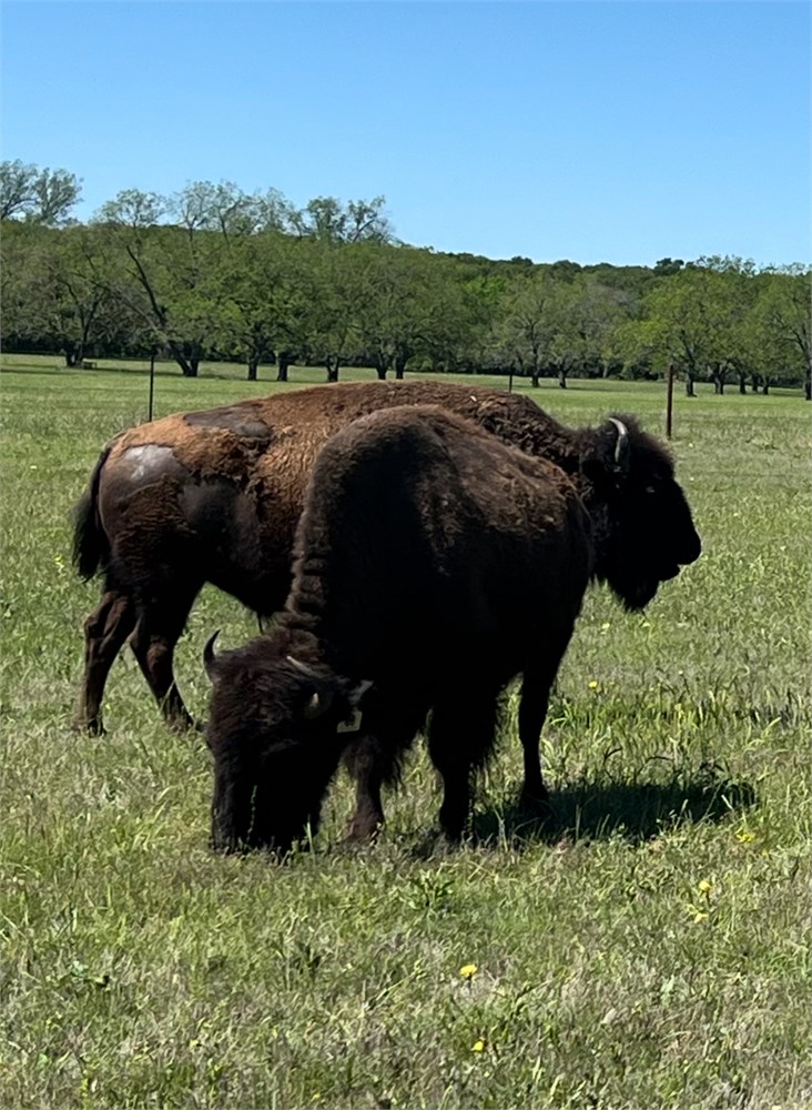 WildLife Buyer, LLC. - 1.4 Buffalo BIG FAT AND HEALTHY