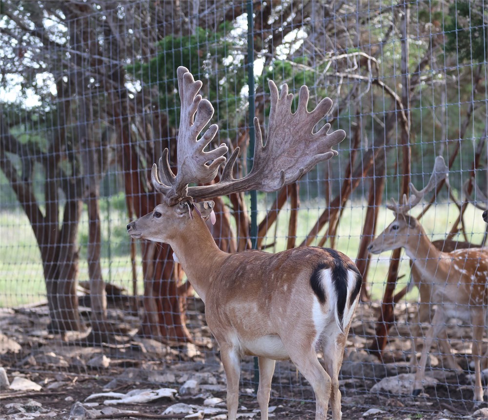 WildLife Buyer, LLC. - 1.0 GIANT PEDIGREED BREEDER FALLOW BUCK