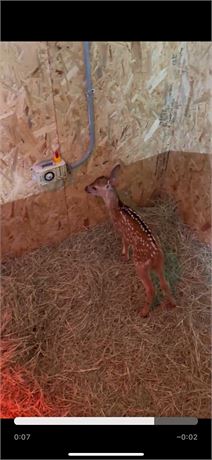 WildLife Buyer, LLC. - 1.0 Bottle Baby Axis MALE