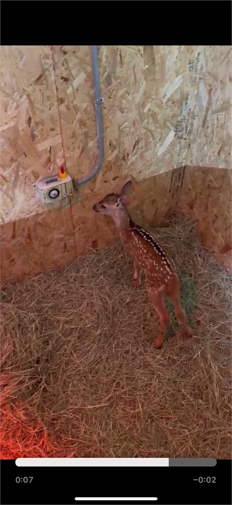 WildLife Buyer, LLC. - 1.0 Bottle Baby Axis MALE