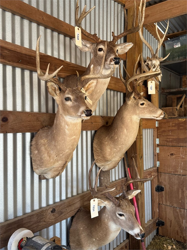 WildLife Buyer, LLC. - 4 whitetail shoulder mounts