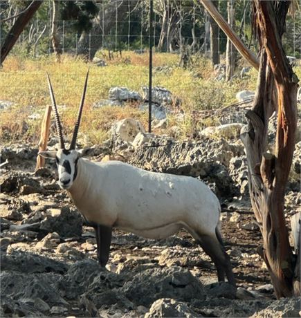 WildLife Buyer, LLC. - 1.0 Arabian Oryx Bull