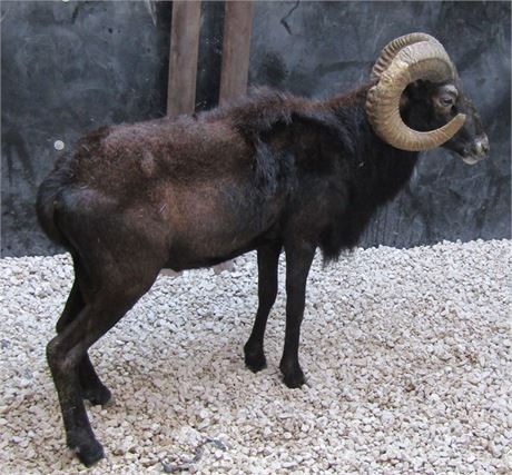 WildLife Buyer, LLC. - 1.0 MIDNIGHT URIAL TAG#265 (NKB#10)