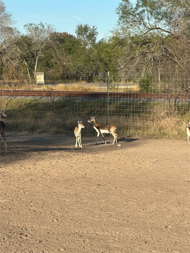 WildLife Buyer, LLC. - 1.0 blackbuck (2acre pen raised)