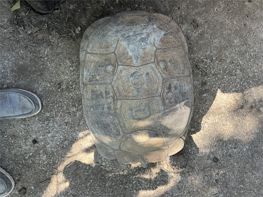 WildLife Buyer, LLC. - 0.1 Proven Sulcata Tortoise