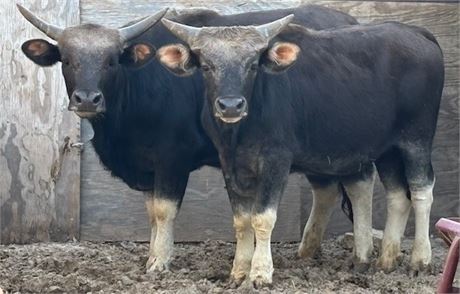 WildLife Buyer, LLC. - 鸞1.1 Gayal (Mithun) Cattle **FEMALE EXPOSED!!**