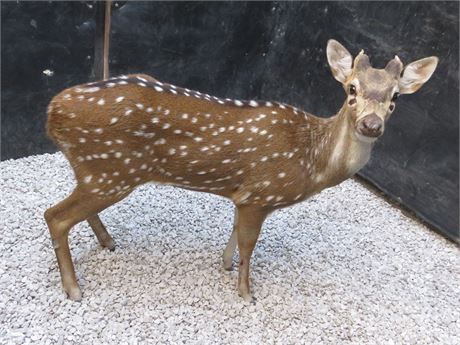 WildLife Buyer, LLC. - 1.0 AXIS (OKB#4-4) - Ask About Insurance
