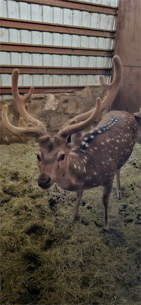 WildLife Buyer, LLC. - 1.0 Axis Buck 10 Point