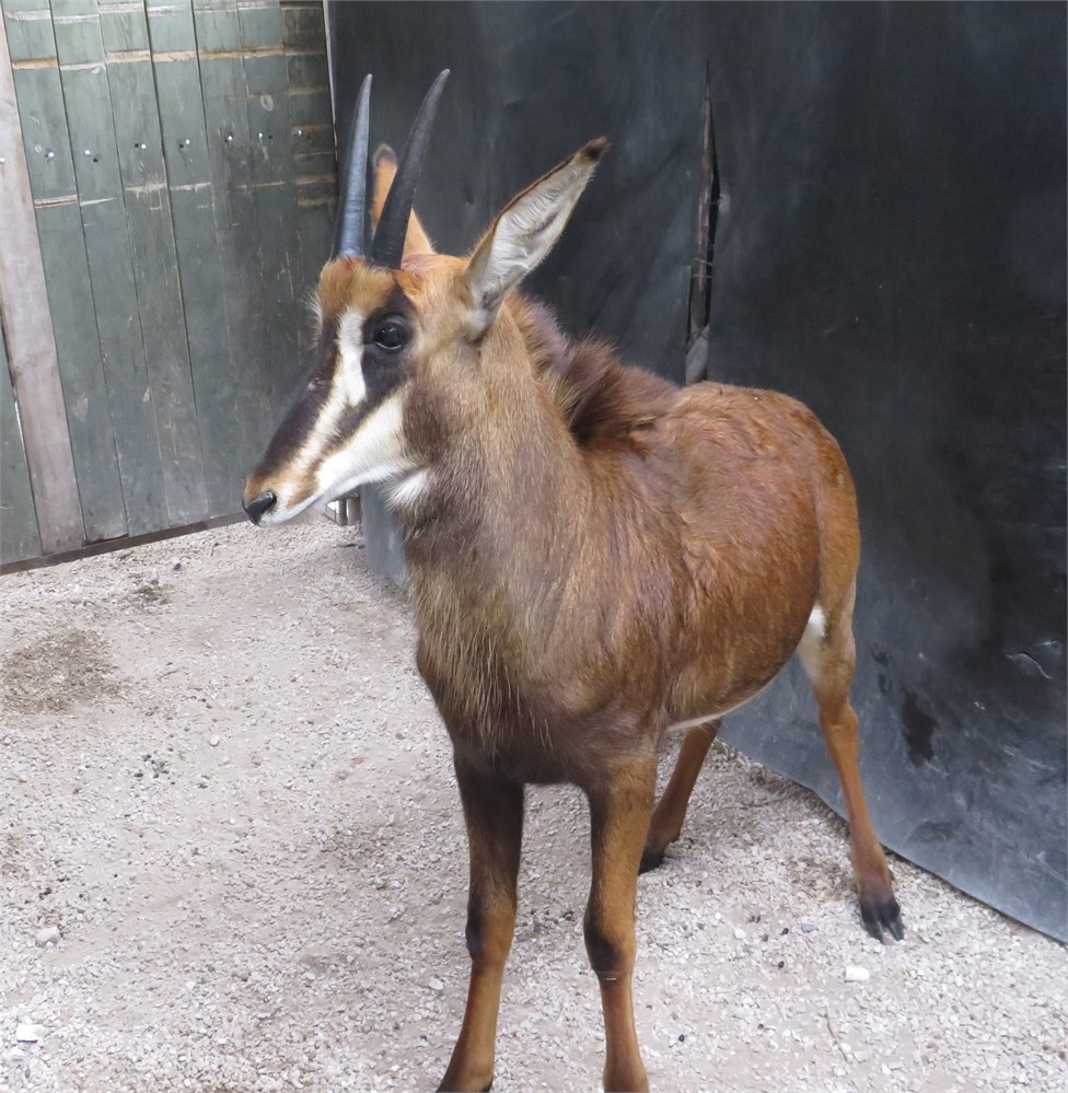 WildLife Buyer, LLC. - ⚡1.0 SABLE TAG#319 (BB#3) - Ask about insurance