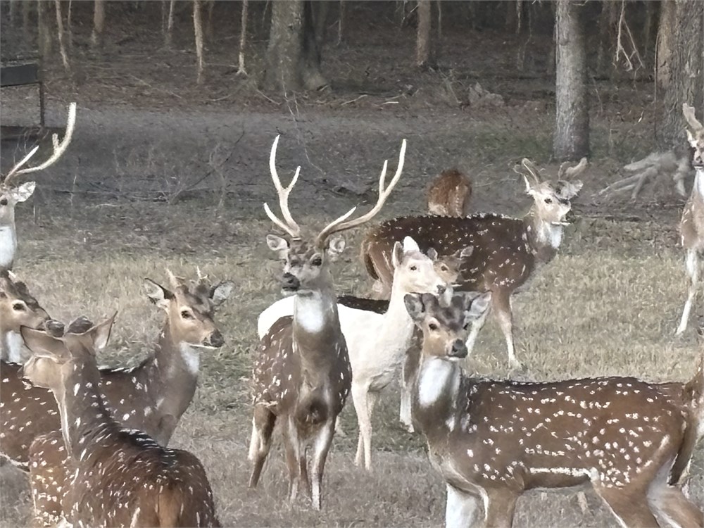 WildLife Buyer, LLC. - Axis Buck