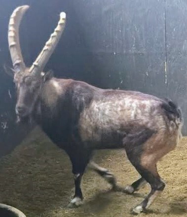 WildLife Buyer, LLC. - 1.0 Alpine Ibex