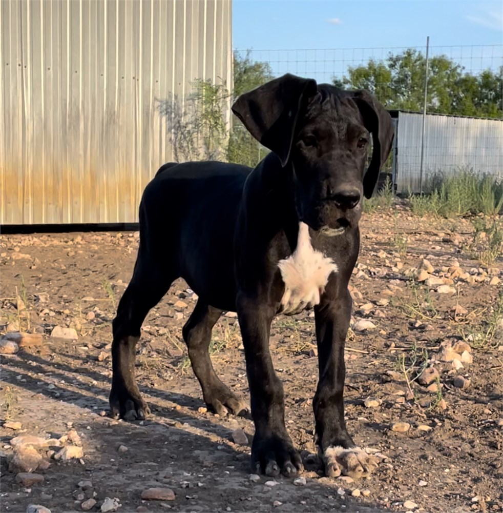 WildLife Buyer, LLC. - Male European Great Dane Puppy