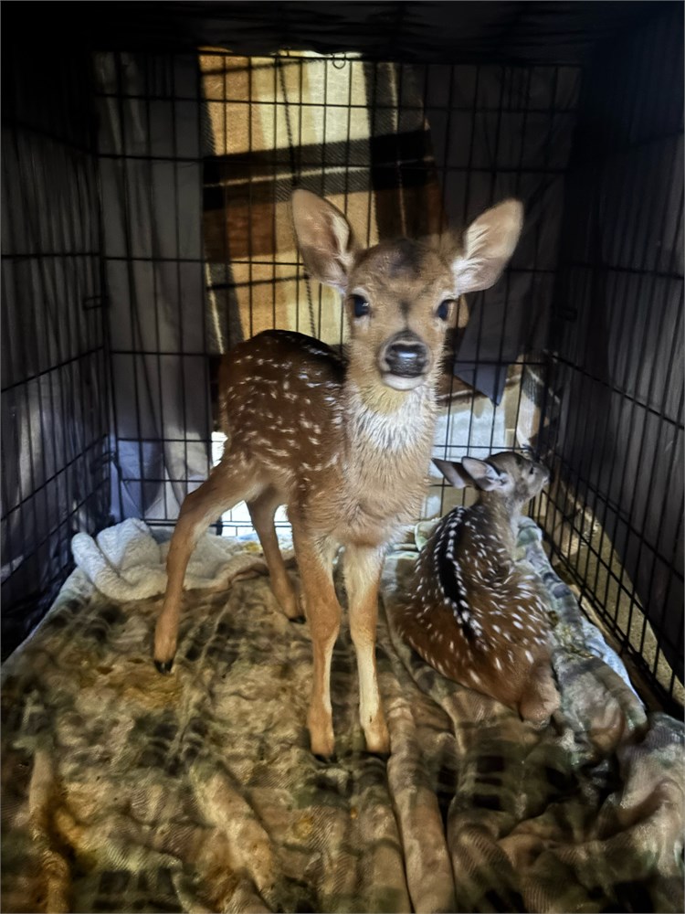 WildLife Buyer, LLC. - 0.1 bottle baby axis