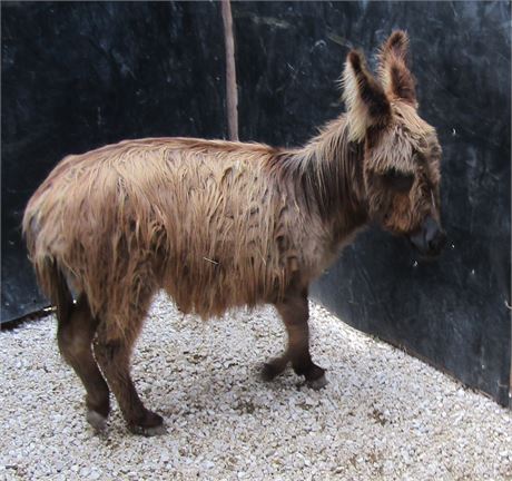 WildLife Buyer, LLC. - 1.0 MINI WOOLY DONKEY (ORB#5)