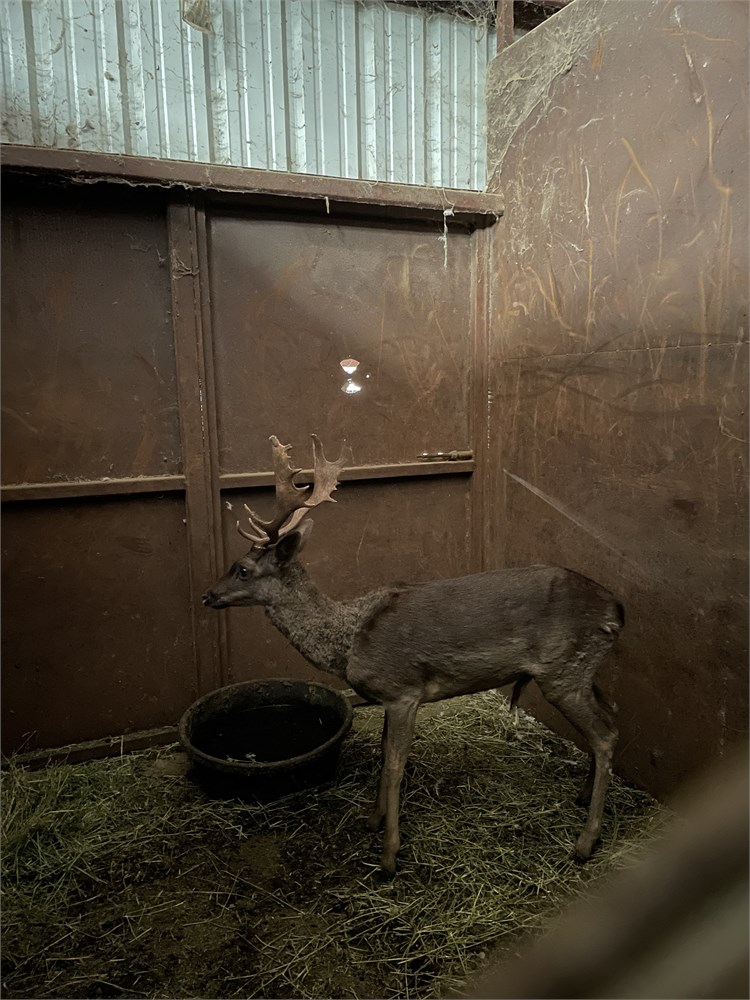 WildLife Buyer, LLC. - Fallow buck