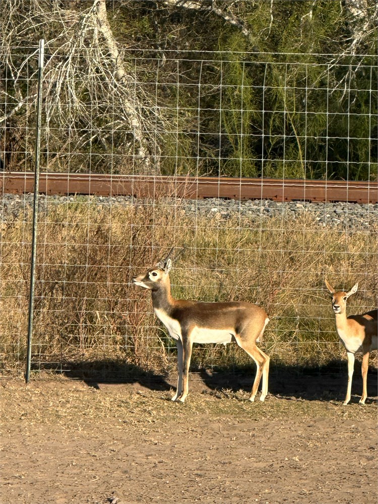 WildLife Buyer, LLC. - 1.0 blackbuck (2acre pen raised)