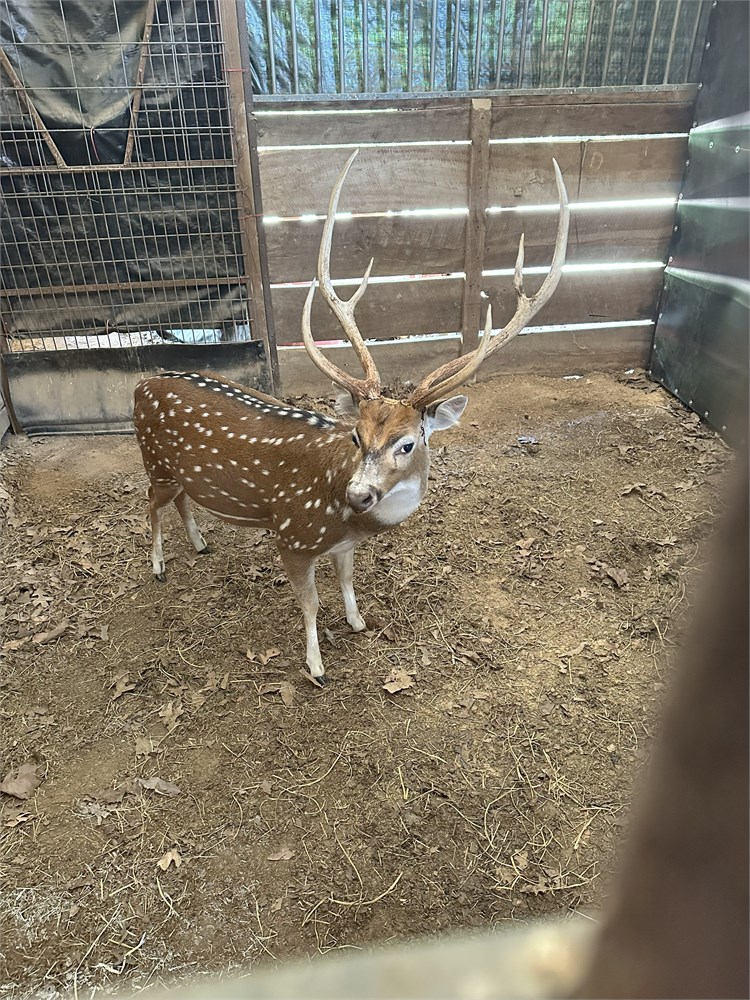 WildLife Buyer, LLC. - 4 Year Old Axis Buck - HEAVY & WIDE