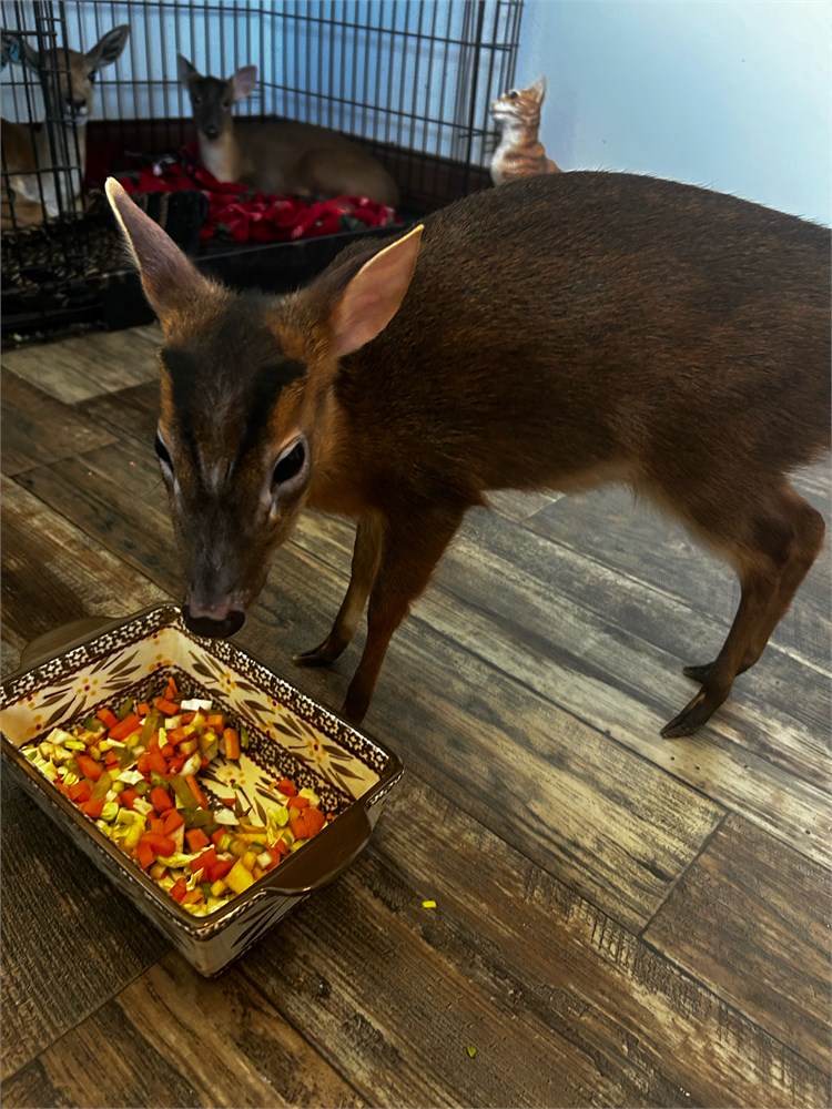 WildLife Buyer, LLC. - 1.1 Bottle Baby Muntjac Deer - Ask About Insurance