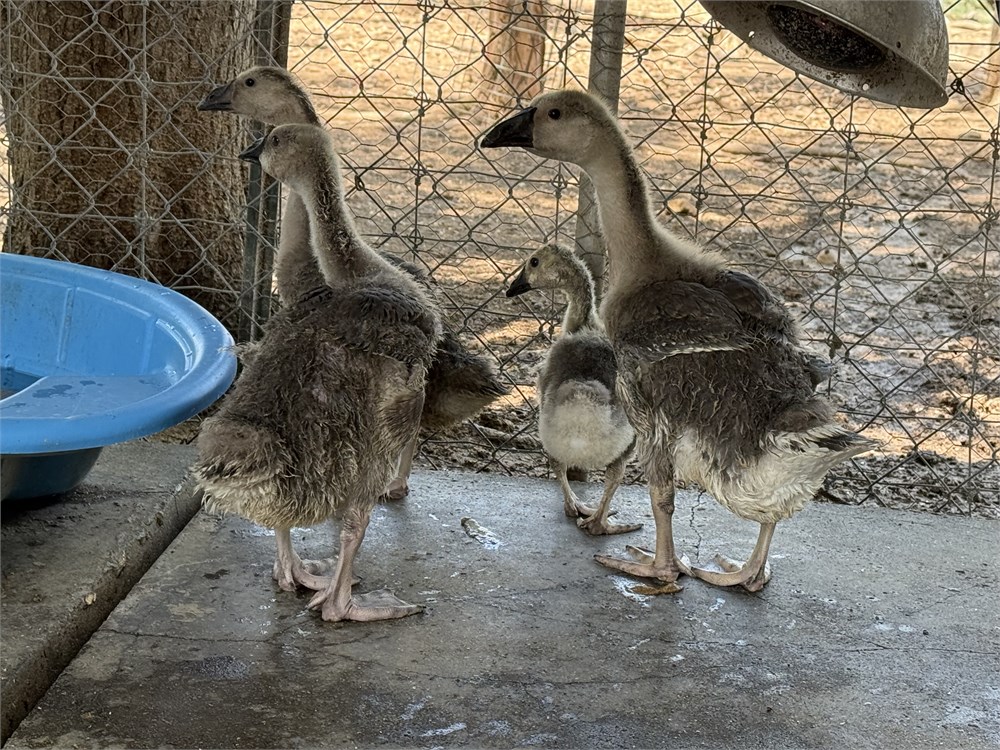 WildLife Buyer, LLC. - AFRICAN GEESE GOSLINGS
