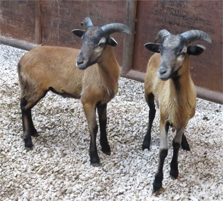 WildLife Buyer, LLC. - 2.0 CORSICAN CROSS (NKB#10)