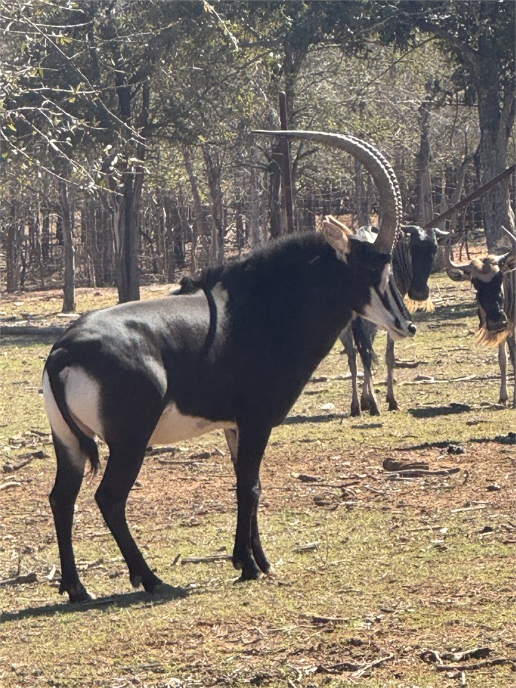 WildLife Buyer, LLC. - Huge Sable Bull