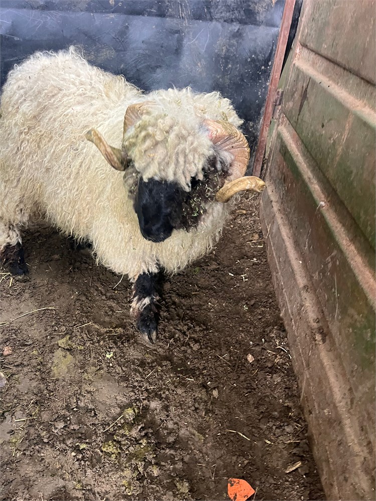WildLife Buyer, LLC. - valais black nose ram