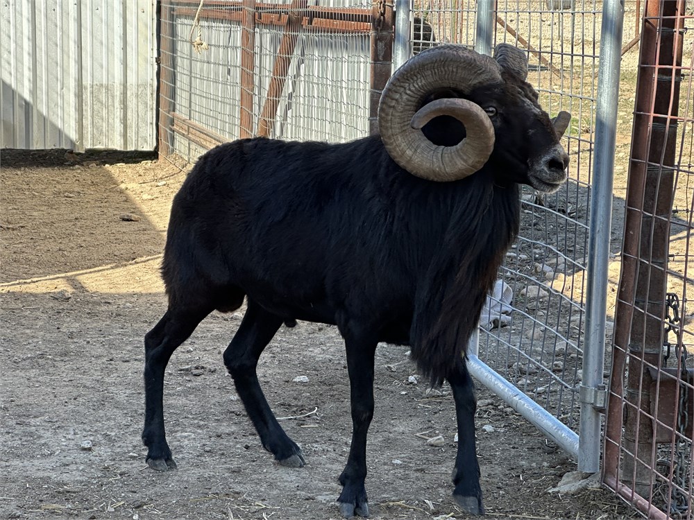 WildLife Buyer, LLC. - Midnight Urial