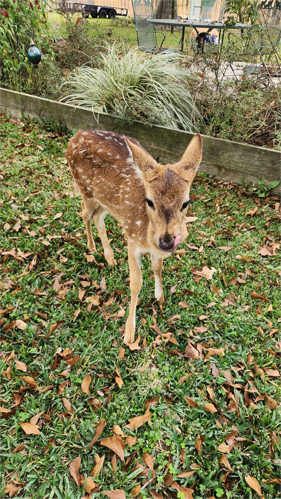 WildLife Buyer, LLC. - Finished bottle baby axis buck