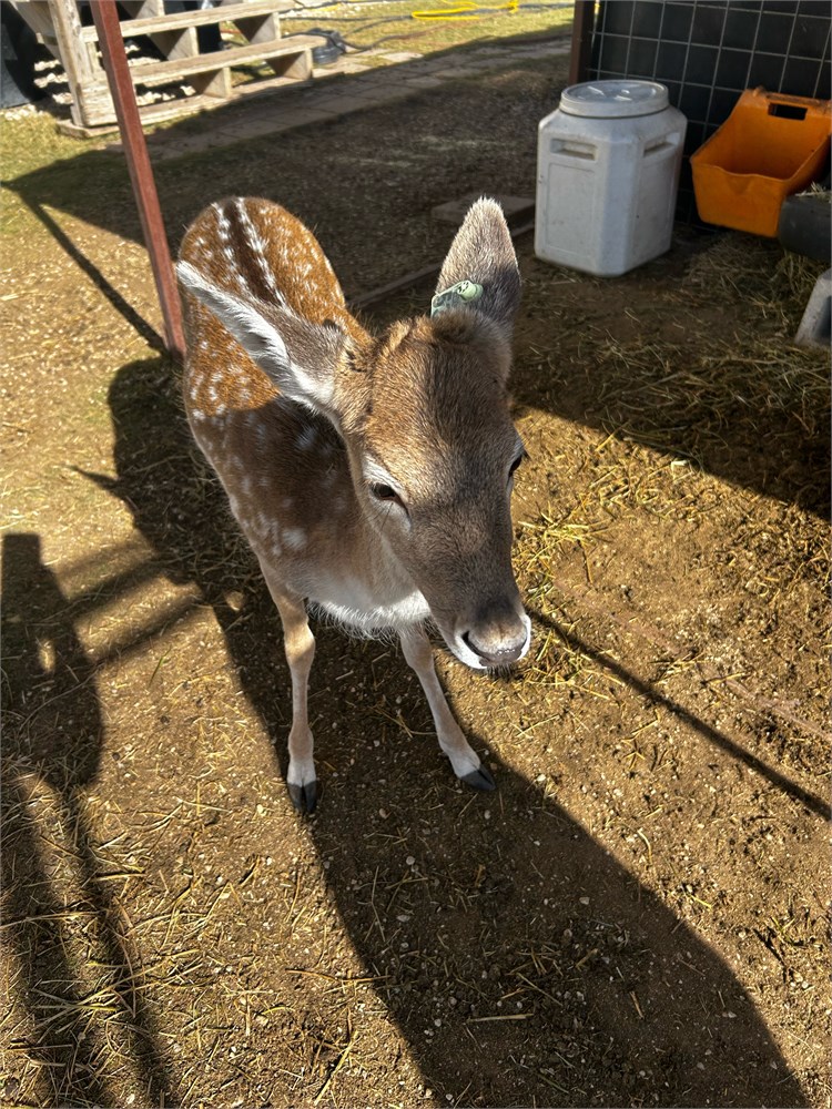 WildLife Buyer, LLC. - 0.1 Bottle Raised Fallow Doe - Registered - Genetics