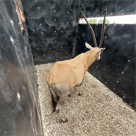 WildLife Buyer, LLC. - 0.1 gemsbok/scimbok cross