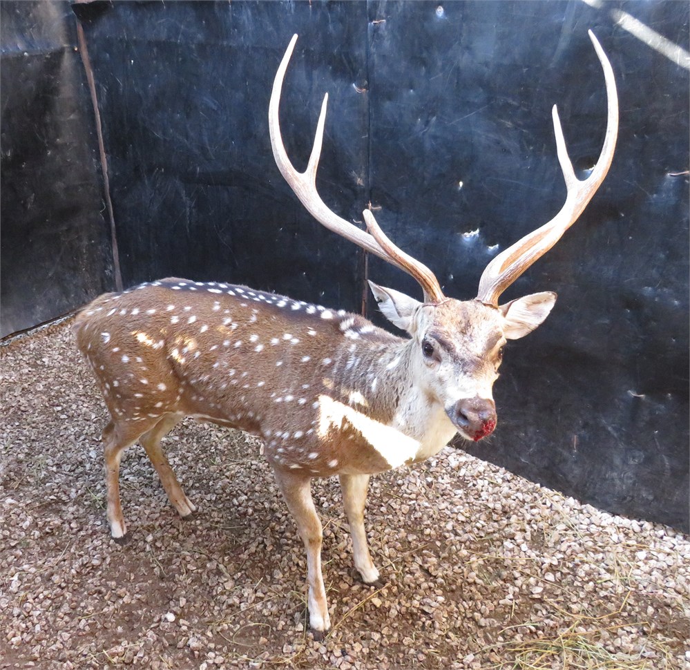 WildLife Buyer, LLC. - 1.0 BIG AXIS (RB#10) - Ask about insurance