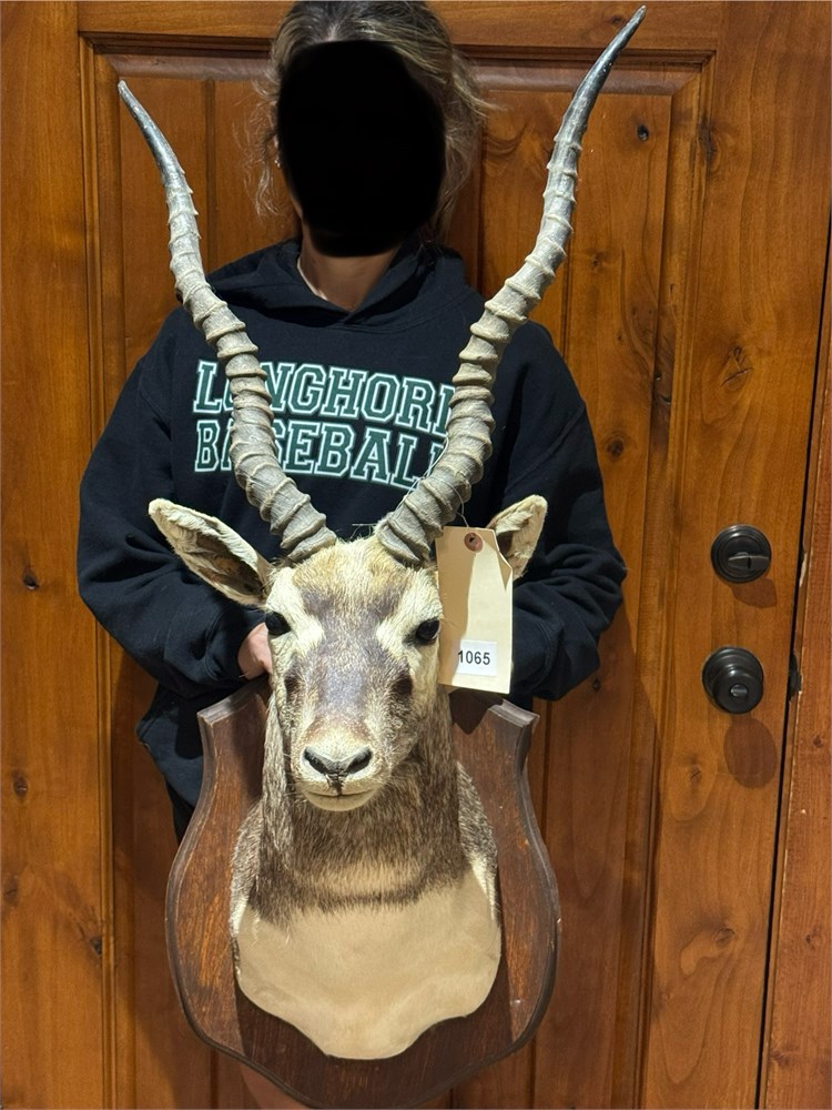 WildLife Buyer, LLC. - Blackbuck Shoulder mount
