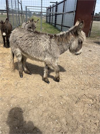 WildLife Buyer, LLC. - 1.0 mini wooly jack