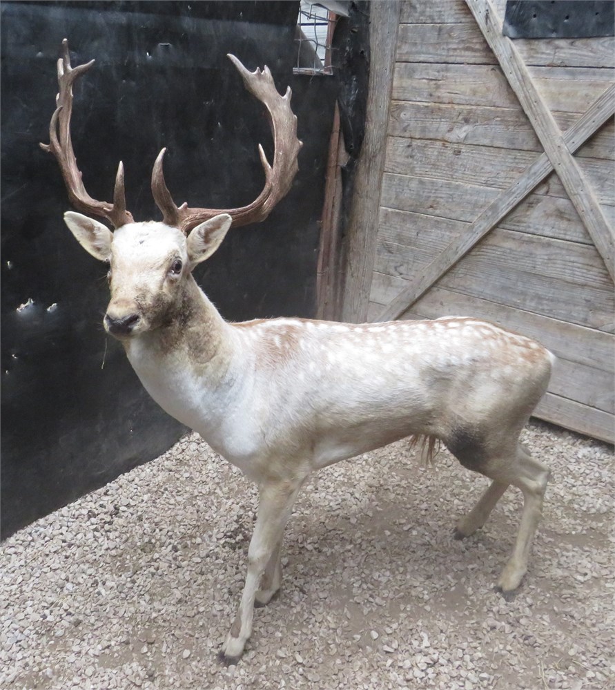 WildLife Buyer, LLC. - 1.0 FALLOW (RB#7) - Ask About Insurance