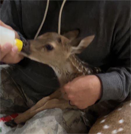 WildLife Buyer, LLC. - 1.0 Bottle baby axis buck