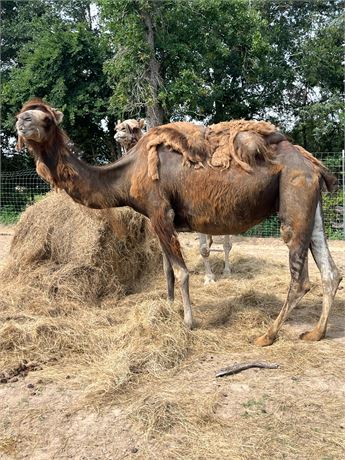 WildLife Buyer, LLC. - 0.1 Bactrian Camel