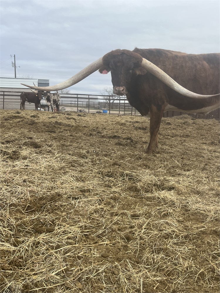 WildLife Buyer, LLC. - Huge Longhorn steer