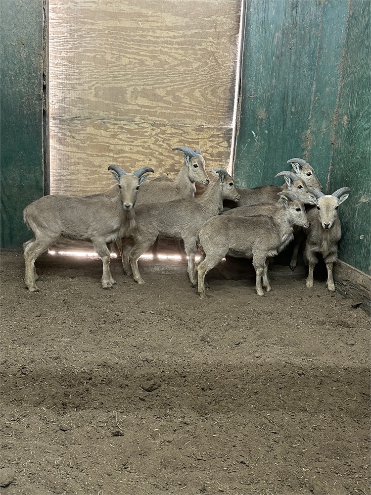 WildLife Buyer, LLC. - 7 Aoudad Ewes