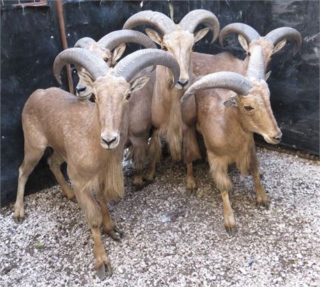 WildLife Buyer, LLC. - 5.0 AOUDAD (OKB#4-4)
