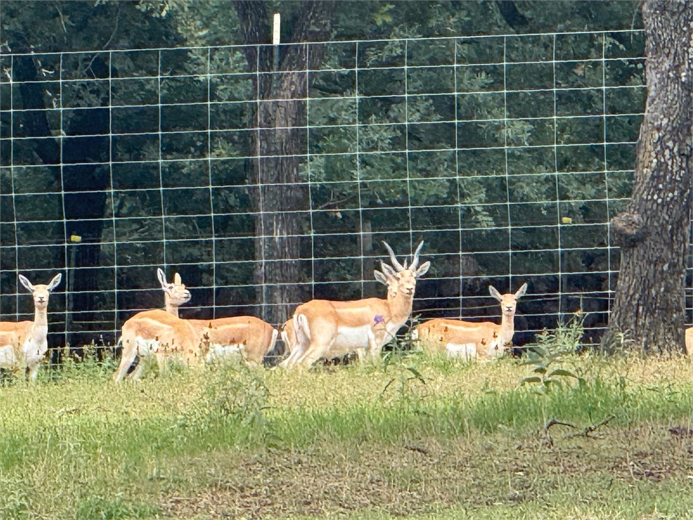 WildLife Buyer, LLC. - ‼️4.5.1 pen raised black buck‼️