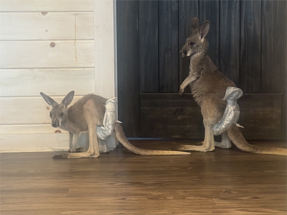 WildLife Buyer, LLC. - 0.2 Bottle Baby Red Kangaroo