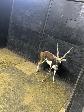 WildLife Buyer, LLC. - 1.0 Blackbuck Pen-raised