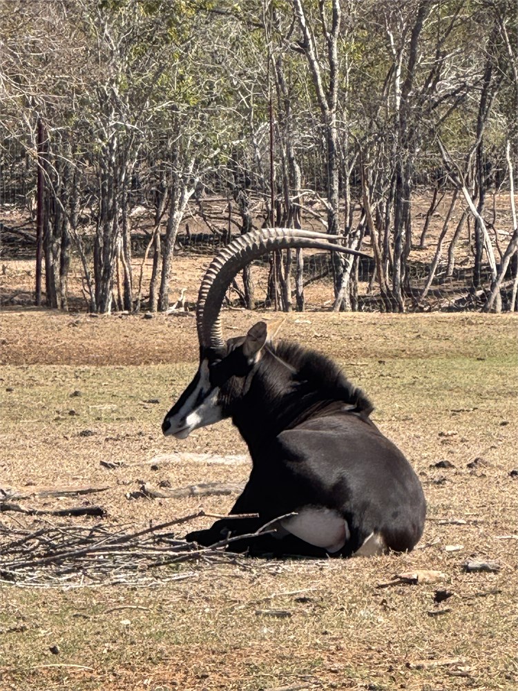 WildLife Buyer, LLC. - Huge Sable Bull
