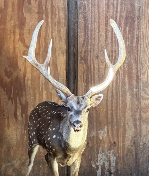 WildLife Buyer, LLC. - Non typical axis buck